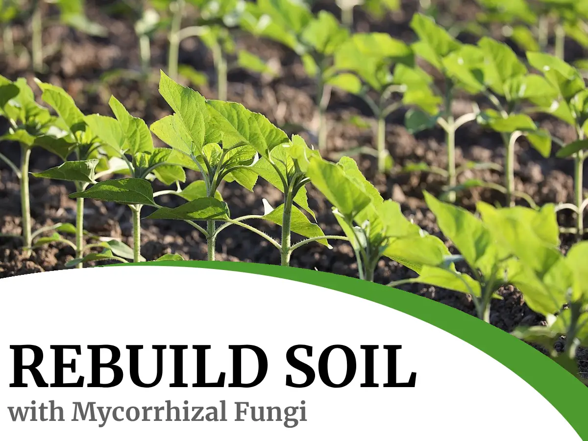 How Mycorrhizal Fungi Rebuild Soil, Boost Yield, and Shrink Your ...