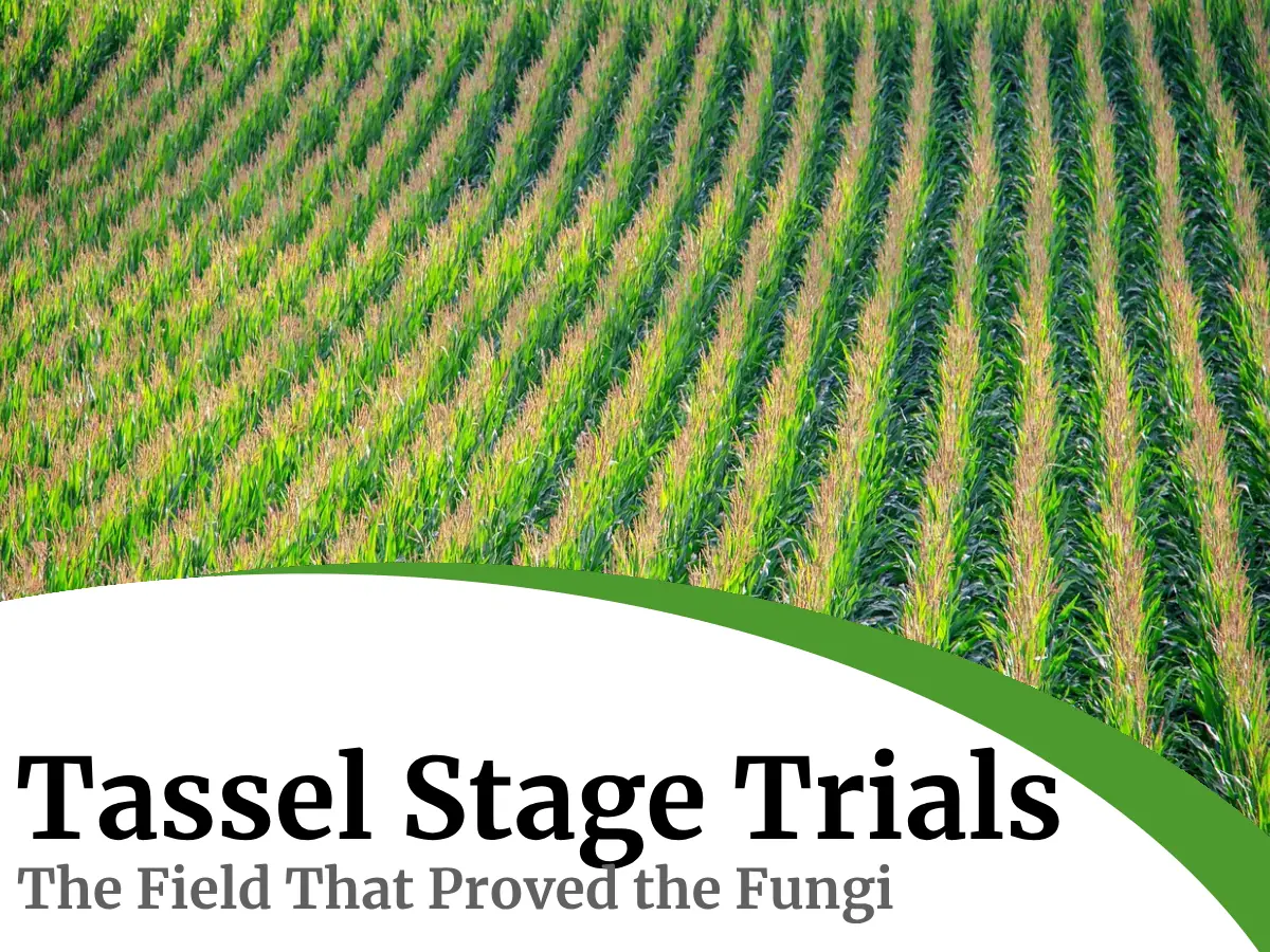 The Field That Proved the Fungi: Results from Tassel Stage Trials - New ...